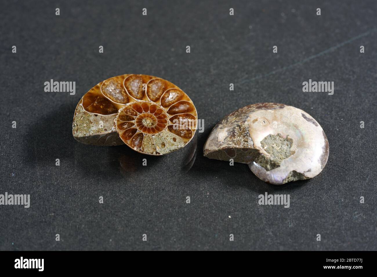 The ammonites, Ammonoidea are an extinct subgroup of cephalopods ...