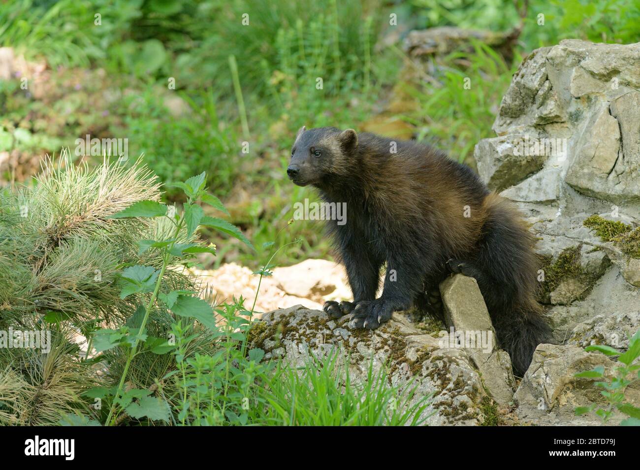 Wolverine in Finland Stock Photo - Alamy