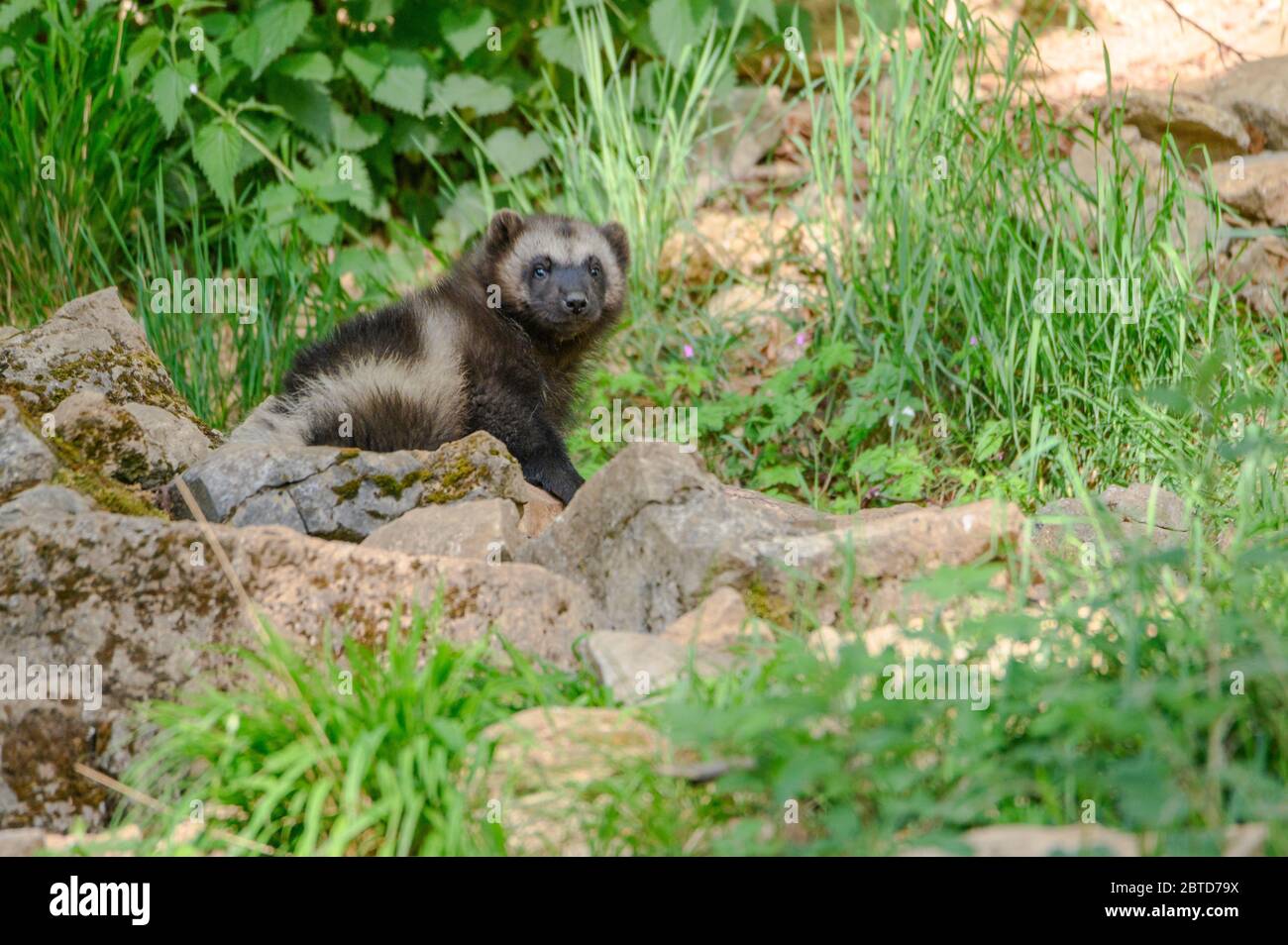 Glouton wolverine gulo gulo animal hi-res stock photography and images ...