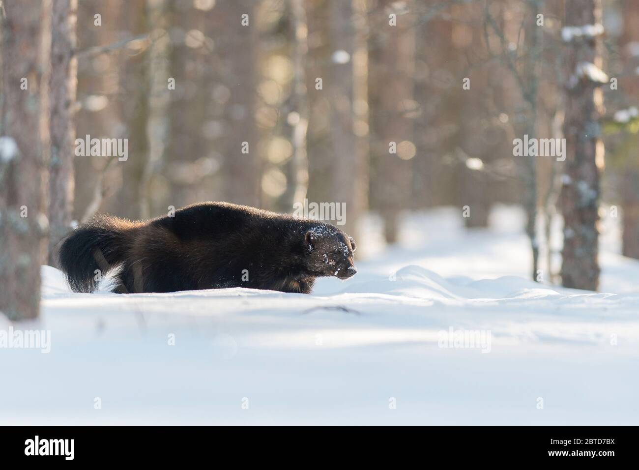 Wolverine in Finland Stock Photo - Alamy
