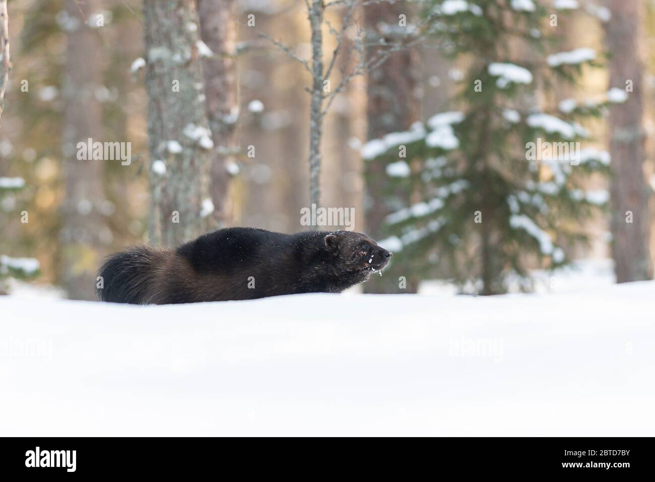 Wolverine in Finland Stock Photo - Alamy