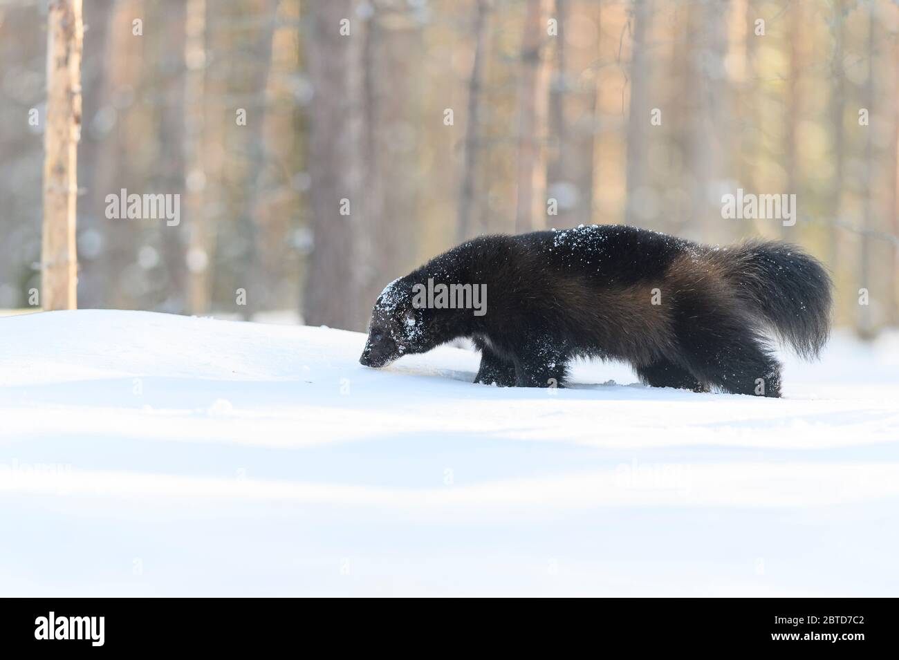 Wolverine in Finland Stock Photo - Alamy