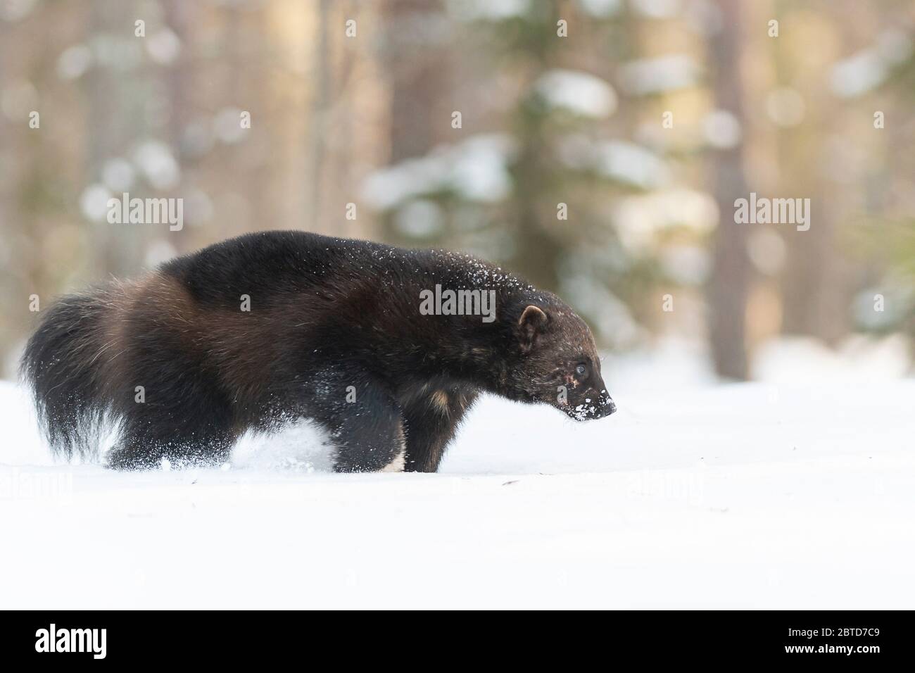 Wolverine in Finland Stock Photo - Alamy