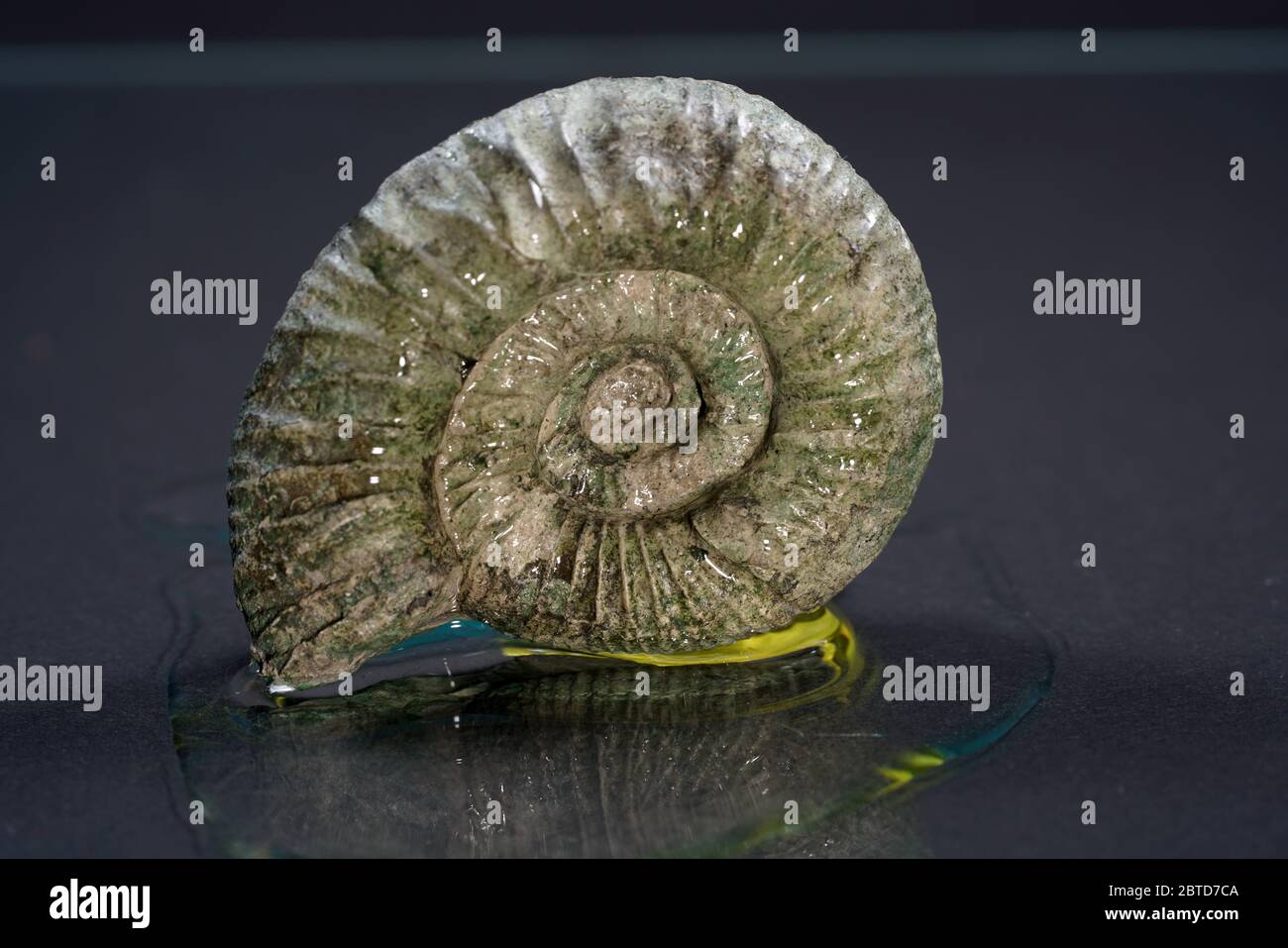 The ammonites, Ammonoidea are an extinct subgroup of cephalopods ...