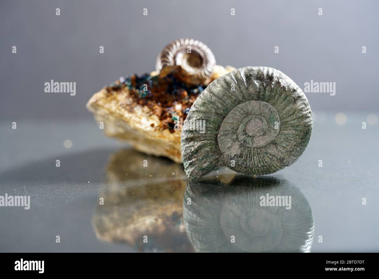 The ammonites, Ammonoidea are an extinct subgroup of cephalopods ...