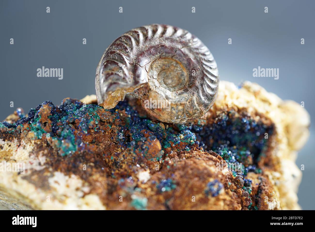 The ammonites, Ammonoidea are an extinct subgroup of cephalopods ...
