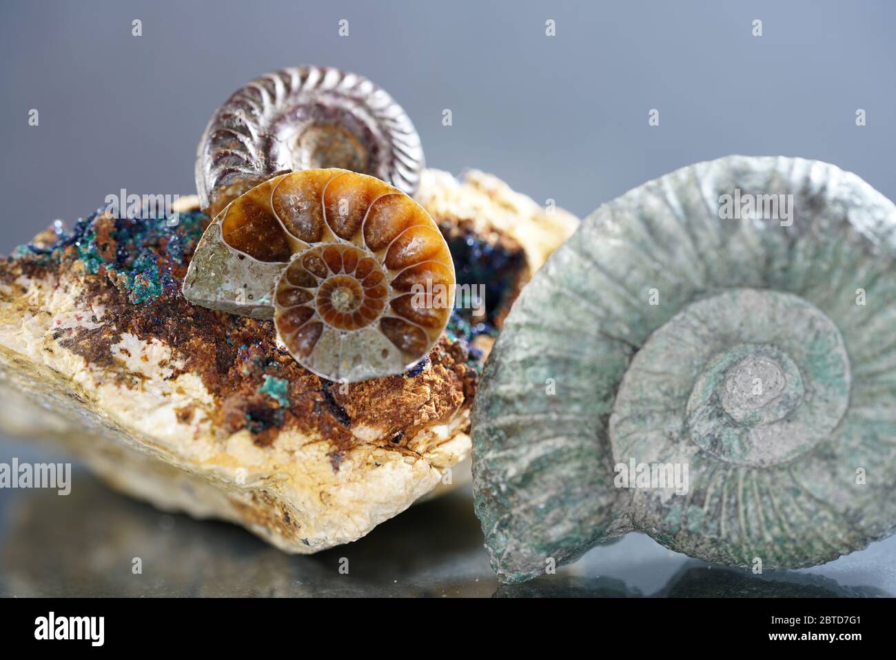 The ammonites, Ammonoidea are an extinct subgroup of cephalopods ...