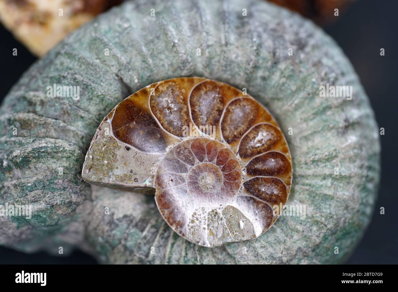 The ammonites, Ammonoidea are an extinct subgroup of cephalopods ...