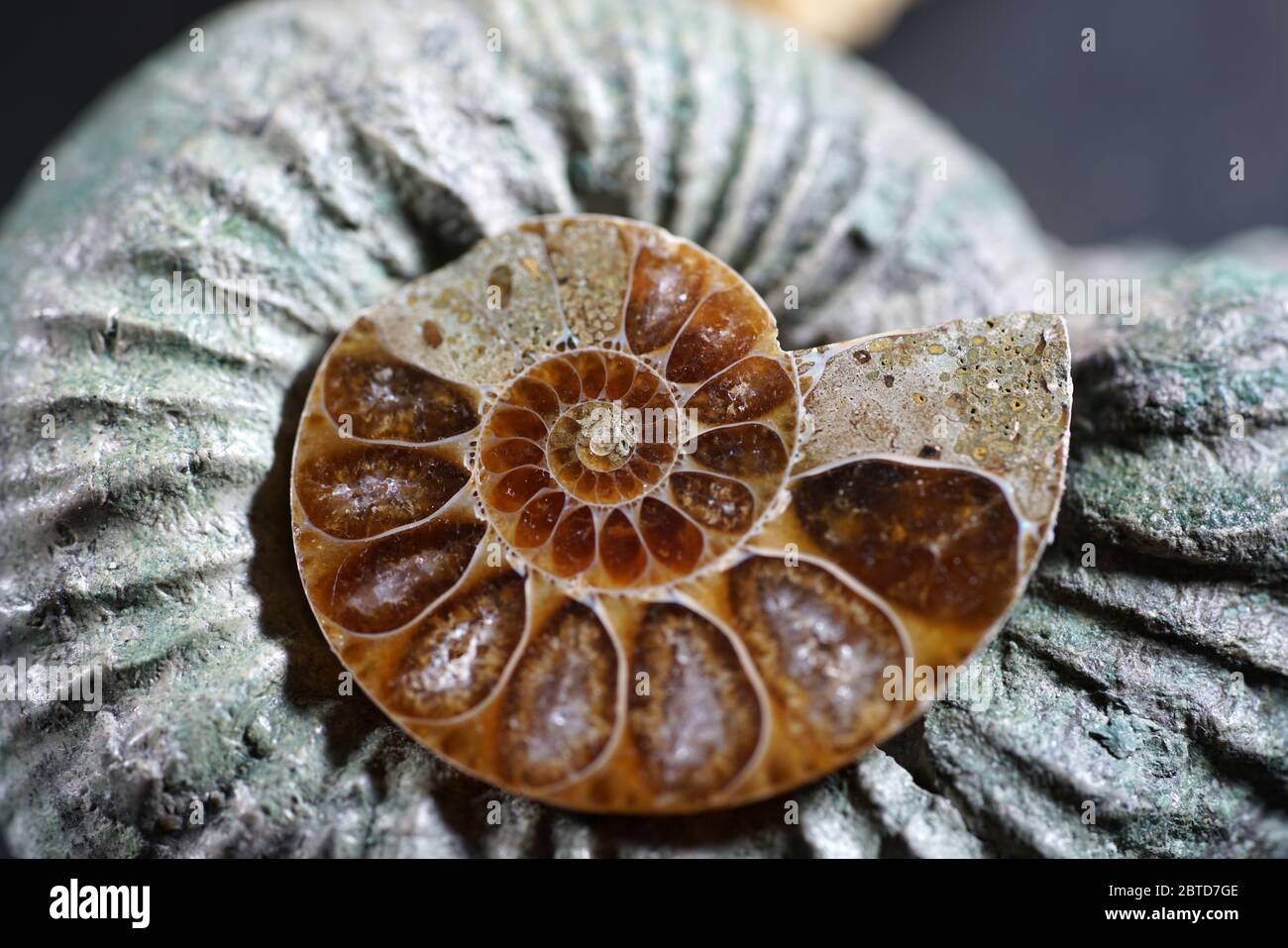 The ammonites, Ammonoidea are an extinct subgroup of cephalopods ...