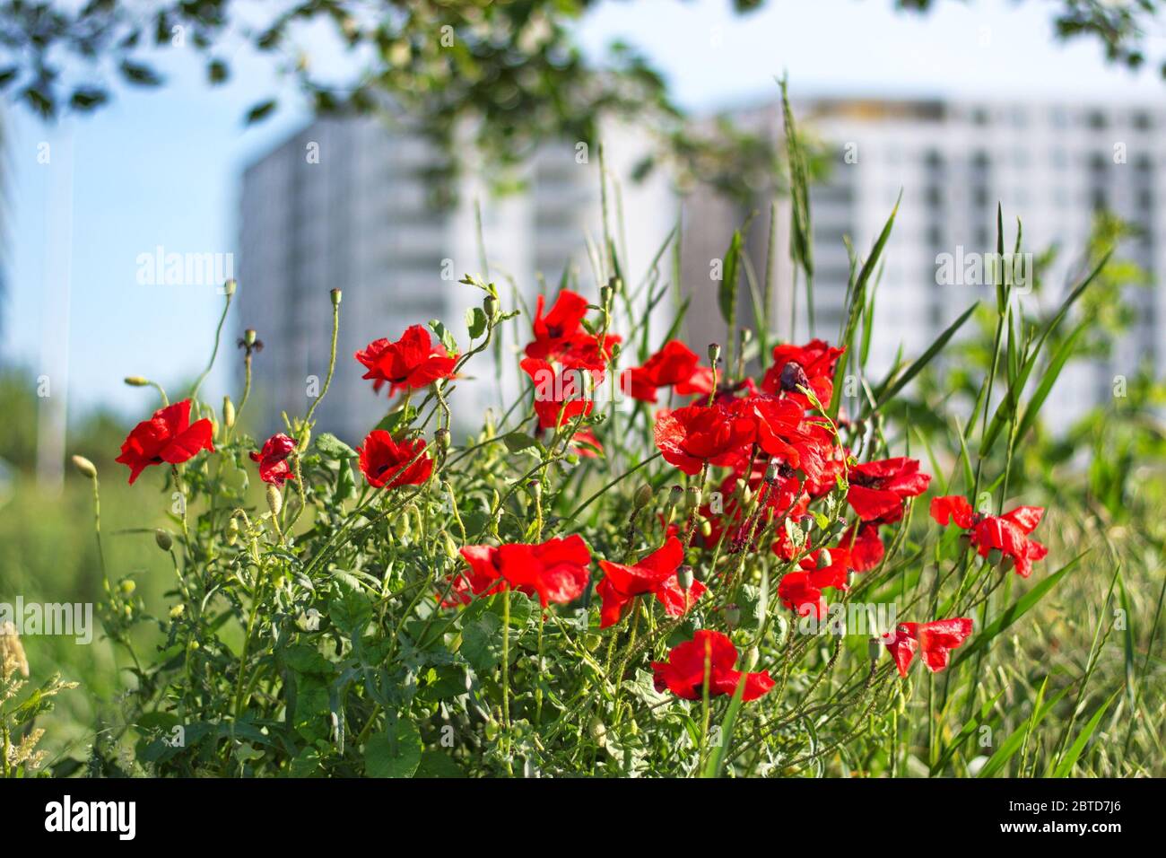 The Poppy Building High Resolution Stock Photography and Images - Alamy