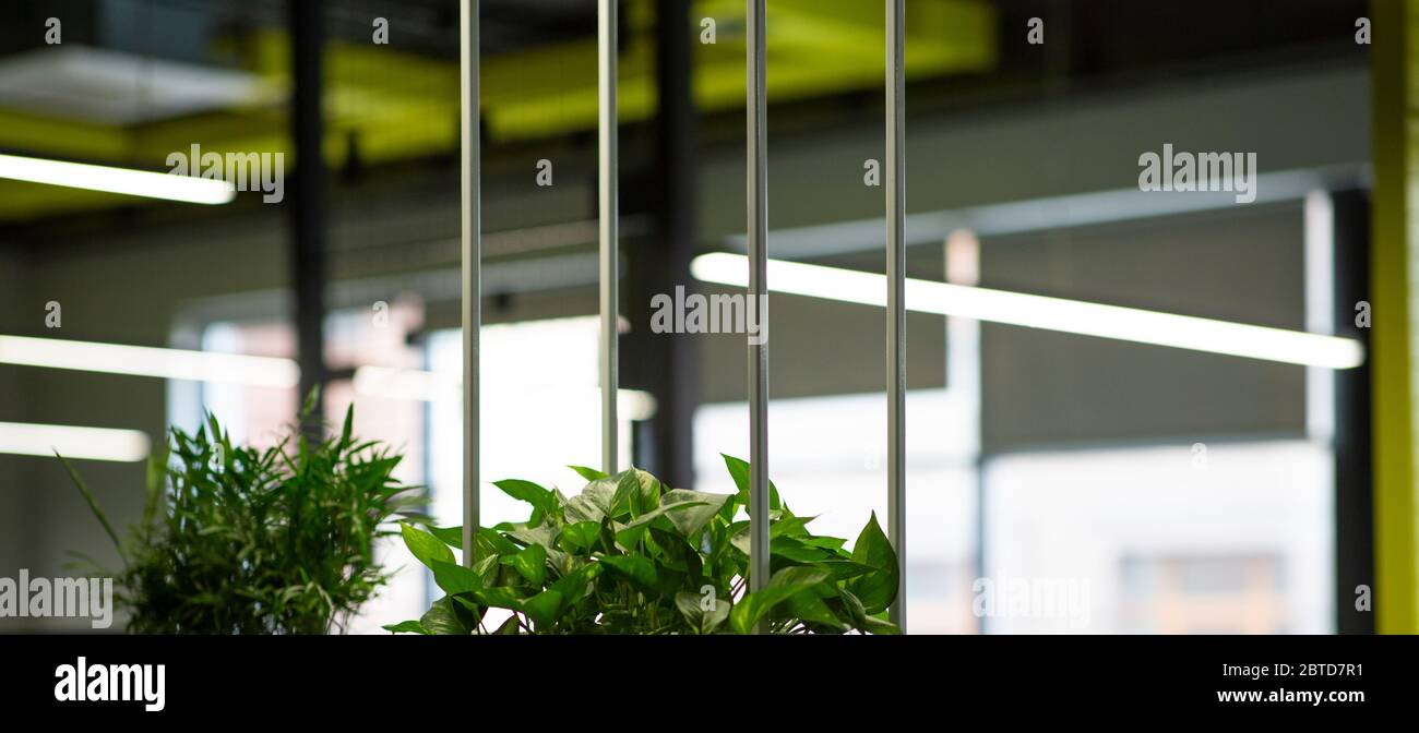 Office interior with green plants in pots as decoration Stock Photo - Alamy