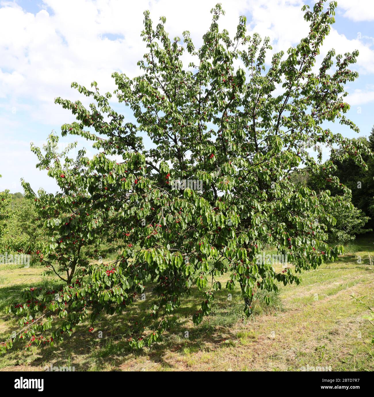 cherry tree with ripe red fruits on the hill in the agricultural area ...