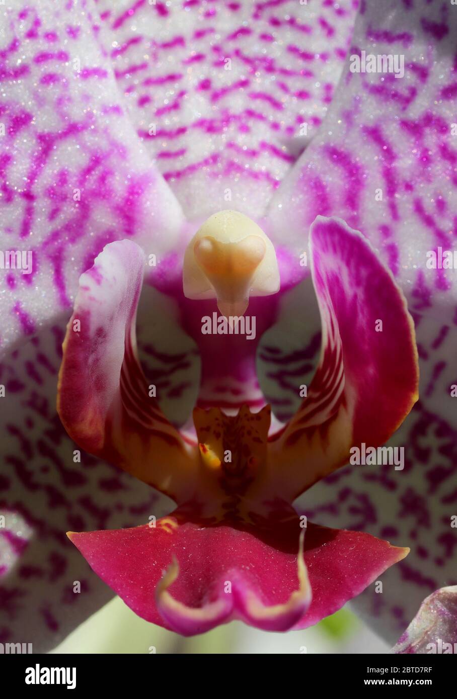 Enlargement of the orchid flower and there are the pistil and stigma ...