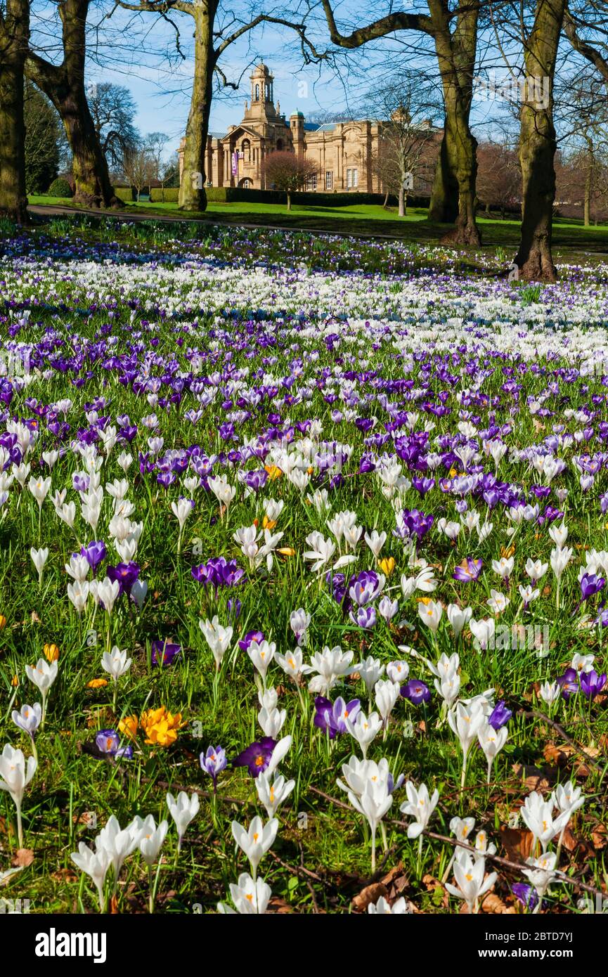 Beautiful colourful spring crocuses, lawn, Cartwright Hall art gallery ...