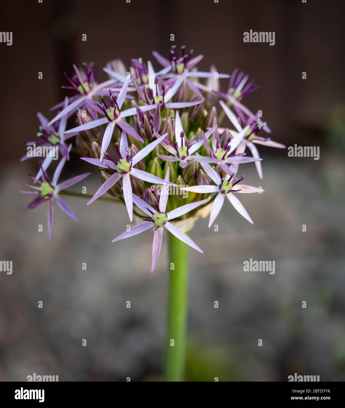 'Star of Persia' / Allium Christophii The delicate 'Star of Persia ...
