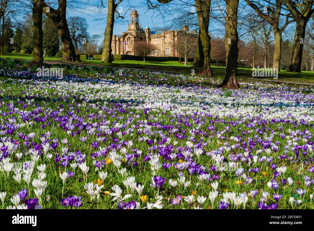 Beautiful colourful spring crocuses, lawn, Cartwright Hall art gallery ...