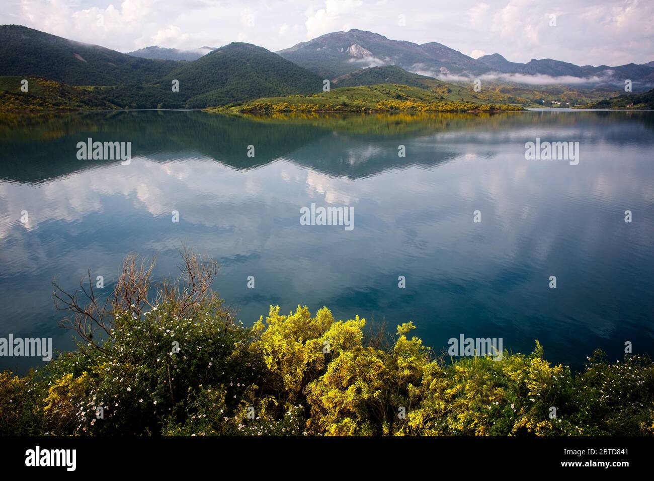 Gorse flowering beside the Riano Reservoir in the Castille and Leon ...
