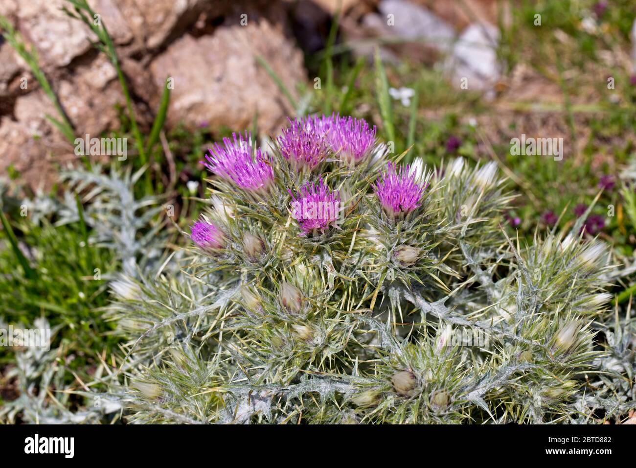 Red starthistle hi-res stock photography and images - Alamy
