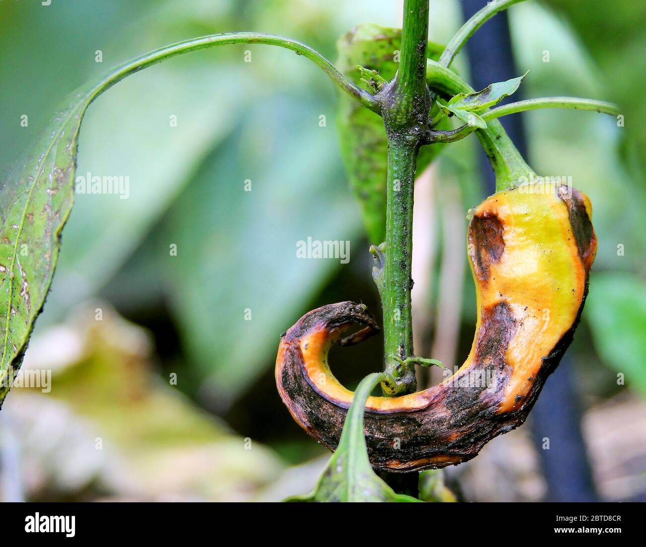 Capsicum disease hi-res stock photography and images - Alamy