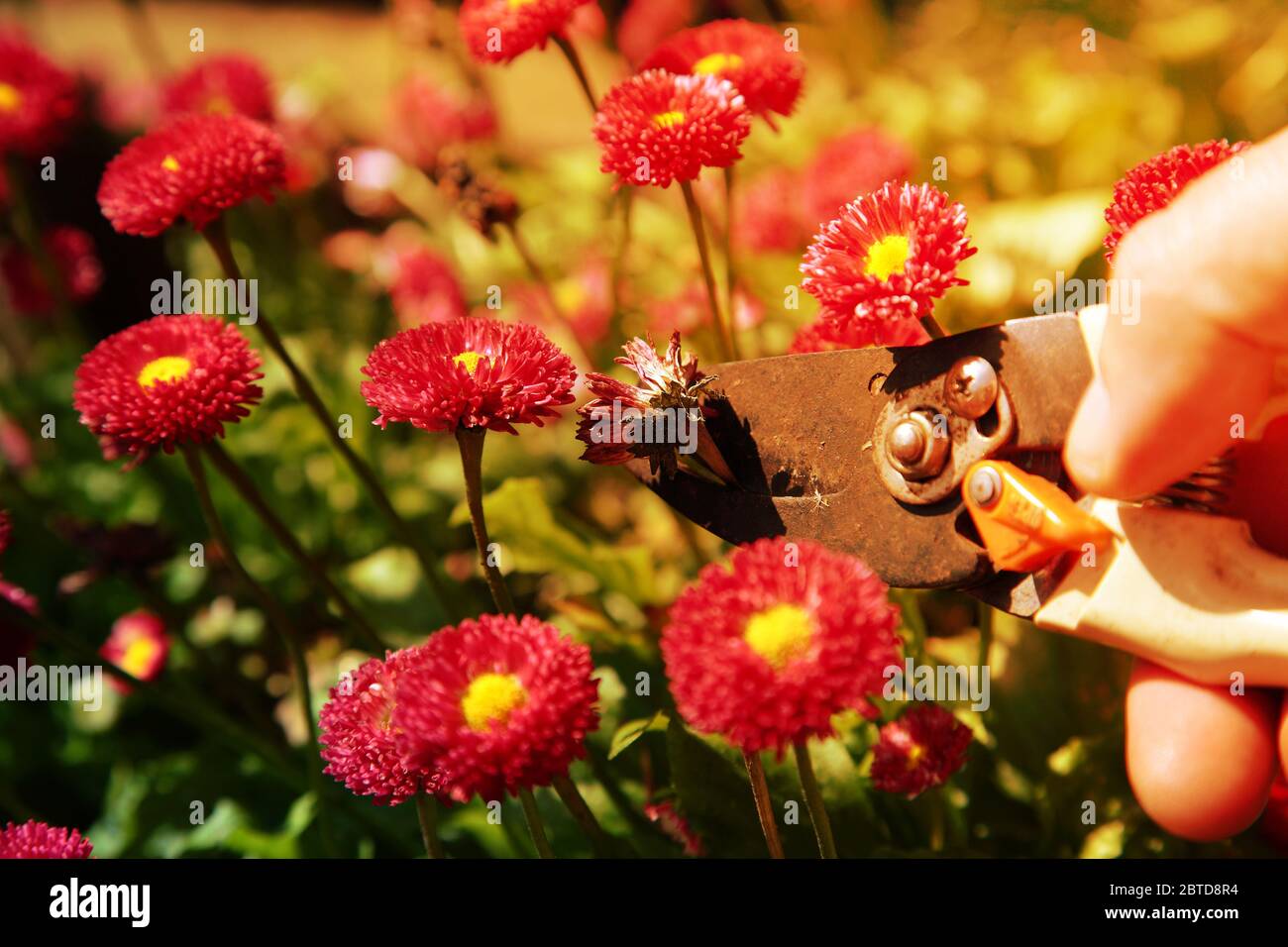 Cutting, dead heading, Bellis Perennis Rose Red Double Daisy with ...