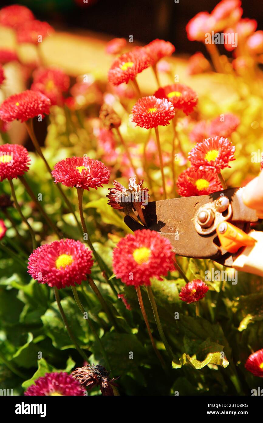 Cutting, dead heading, Bellis Perennis Rose Red Double Daisy with ...
