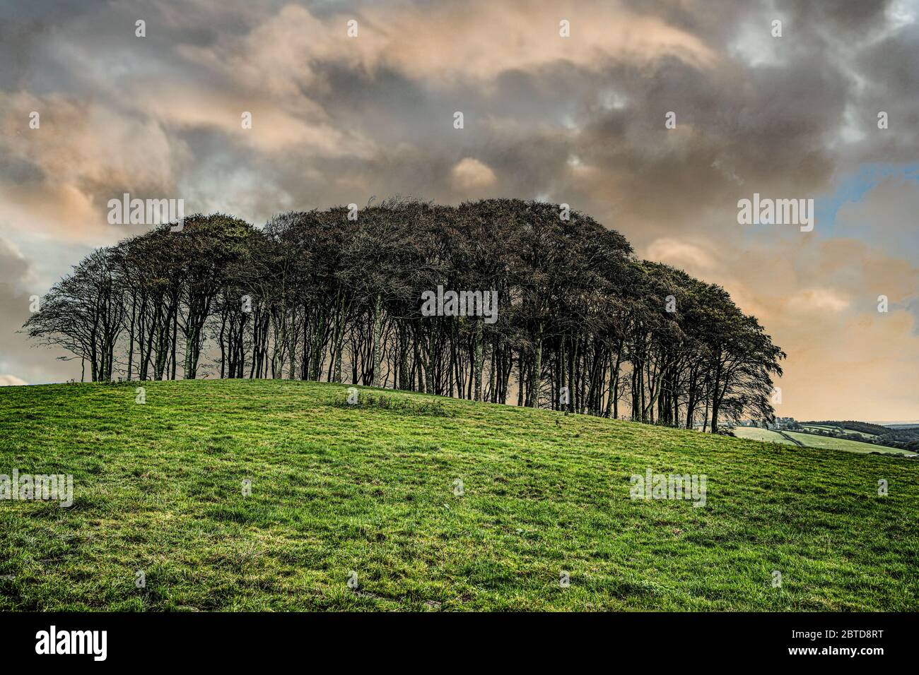 Nearly Home Trees High Resolution Stock Photography and Images - Alamy