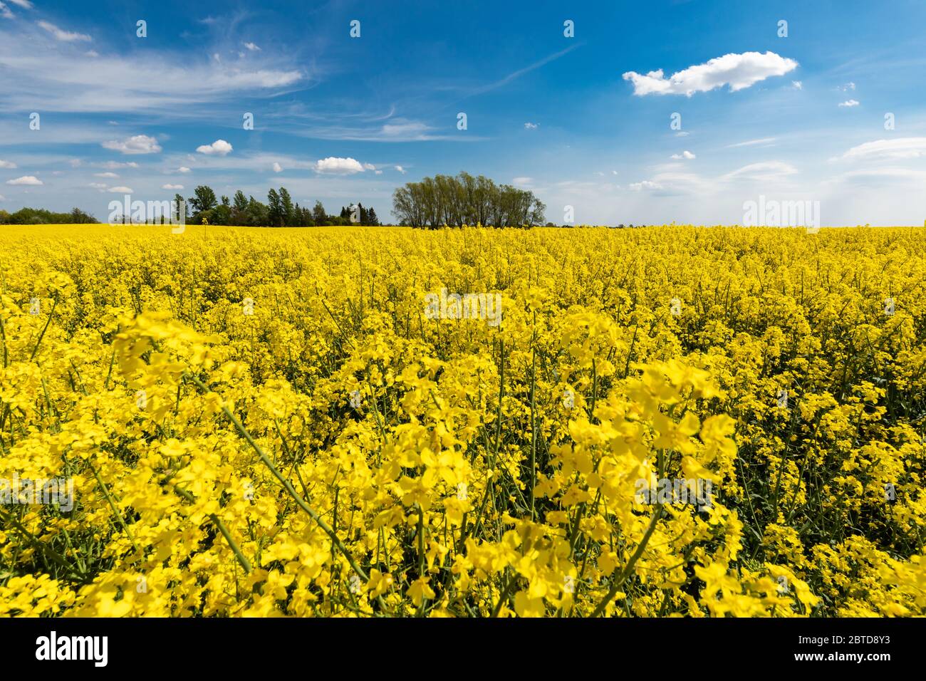 Countryside scenic view with yellow colza (stuprum) blooming Stock ...