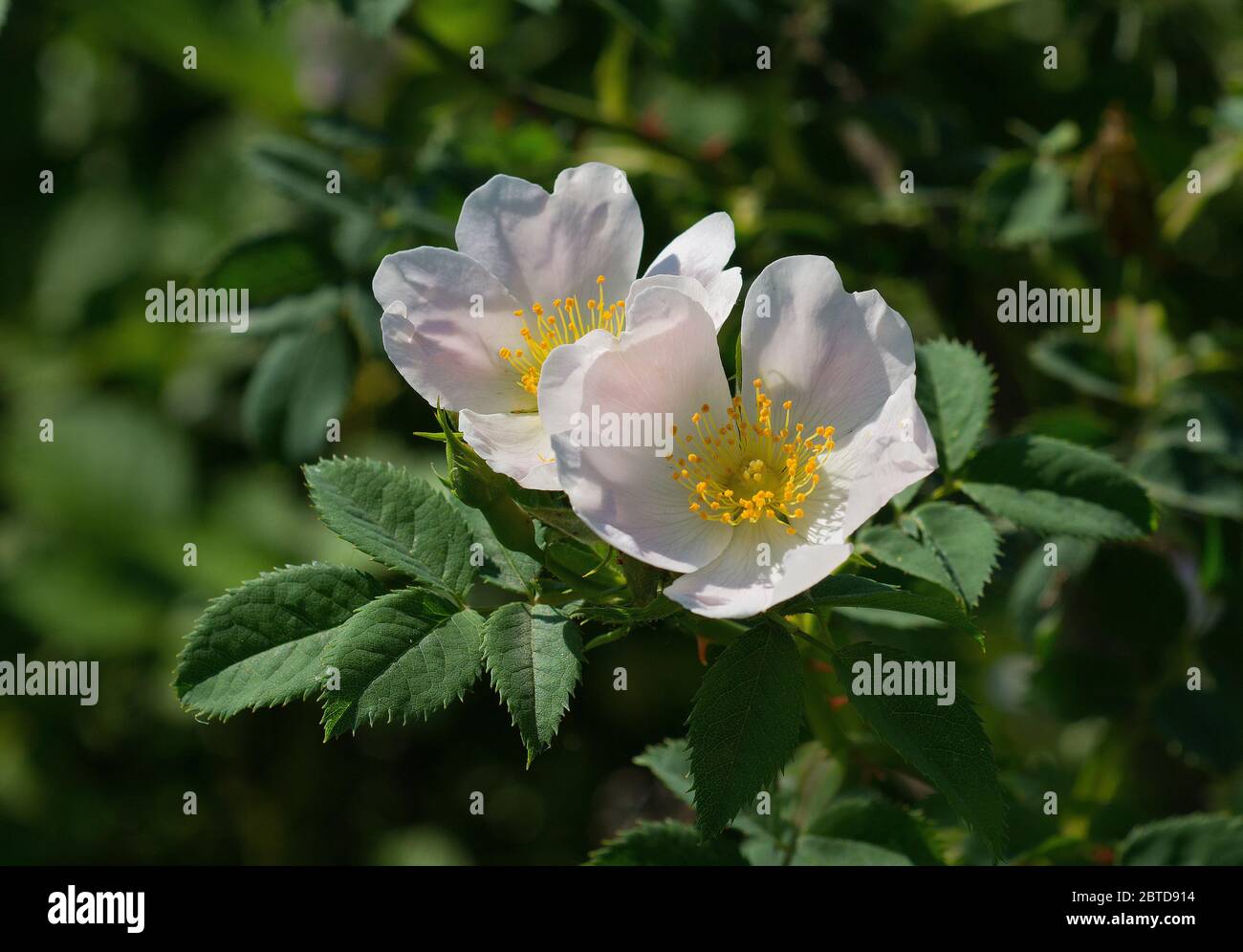 Flower of rosehip Stock Photo - Alamy