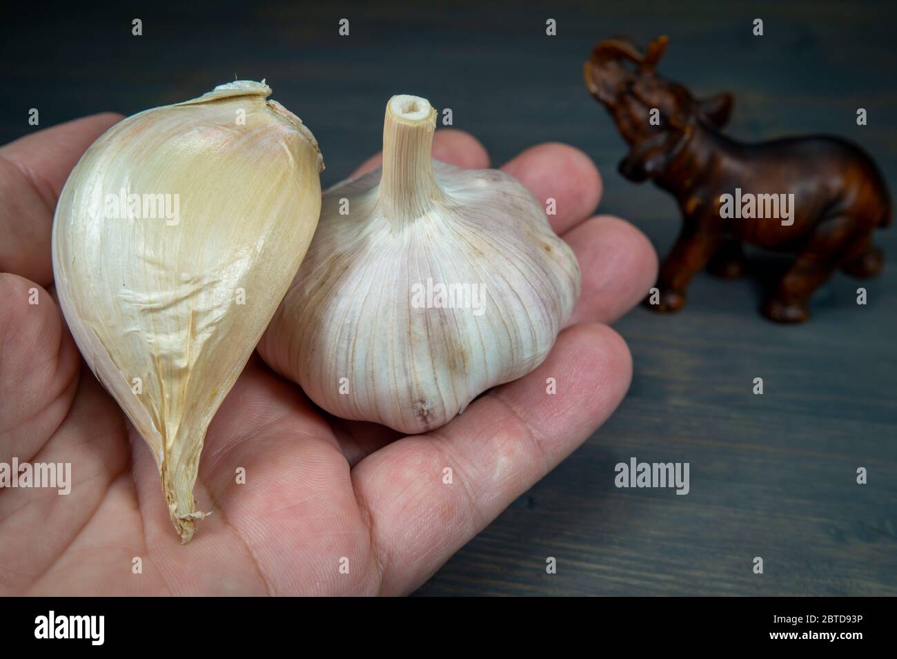 Elephant garlic (Allium ampeloprasum) clove and regular garlic bulb on ...