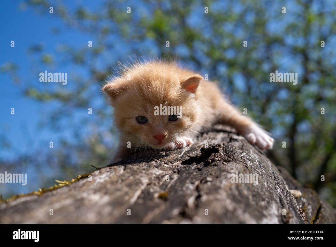 Little ginger kitten crouching on a tree trunk against of blue sky and ...