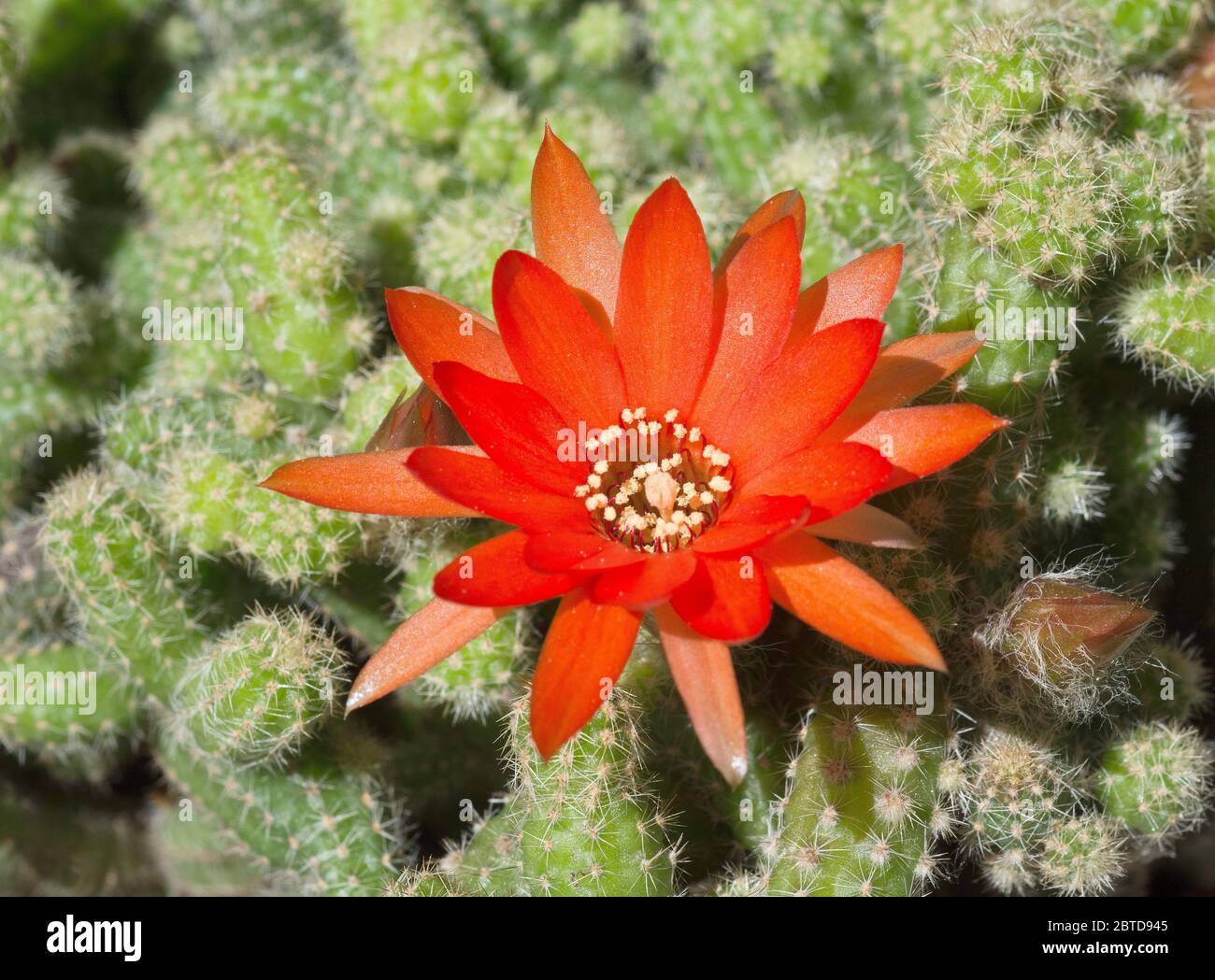 Red flowers of Aporocactus flagelliformis Stock Photo - Alamy