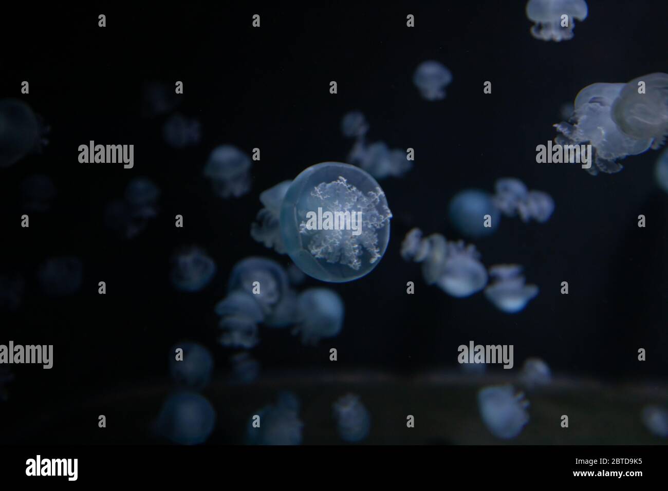 Small Jellyfish in marine aquarium Stock Photo - Alamy