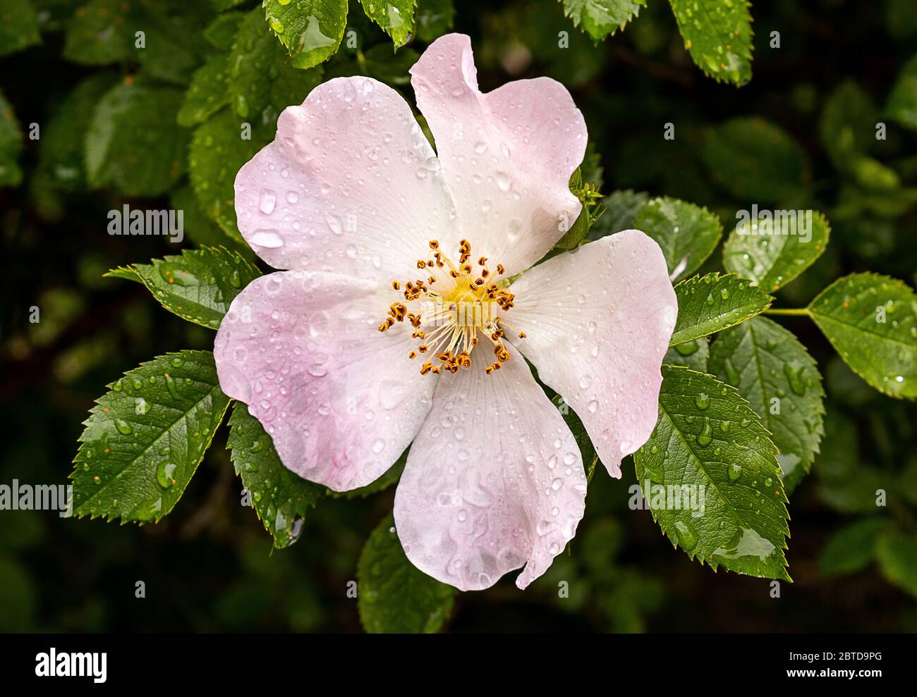 Rosa canina flower hi-res stock photography and images - Alamy