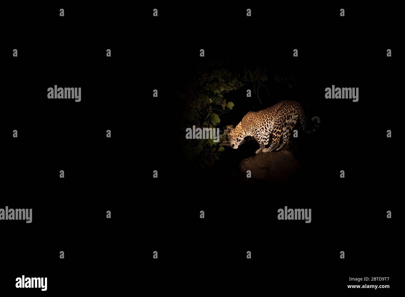 Leopard in the night on top of the tree Stock Photo - Alamy