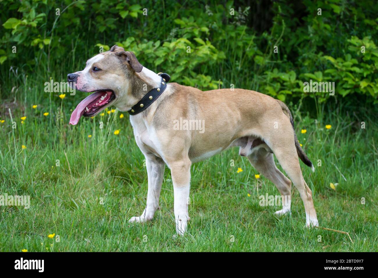 Brown pit bull standing hi-res stock photography and images - Alamy