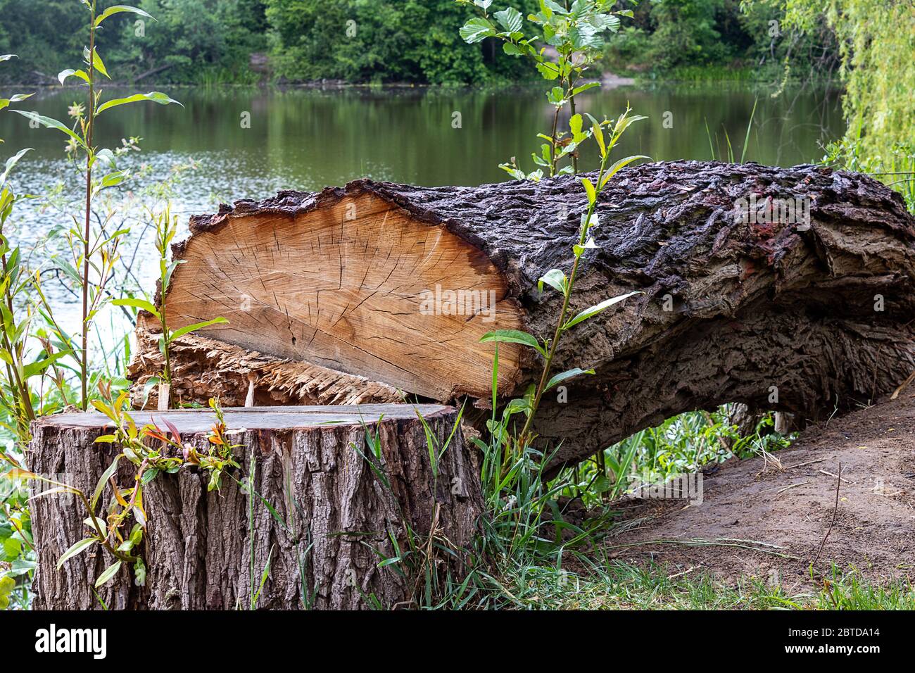 Seasonal cutting tree near pond Stock Photo - Alamy