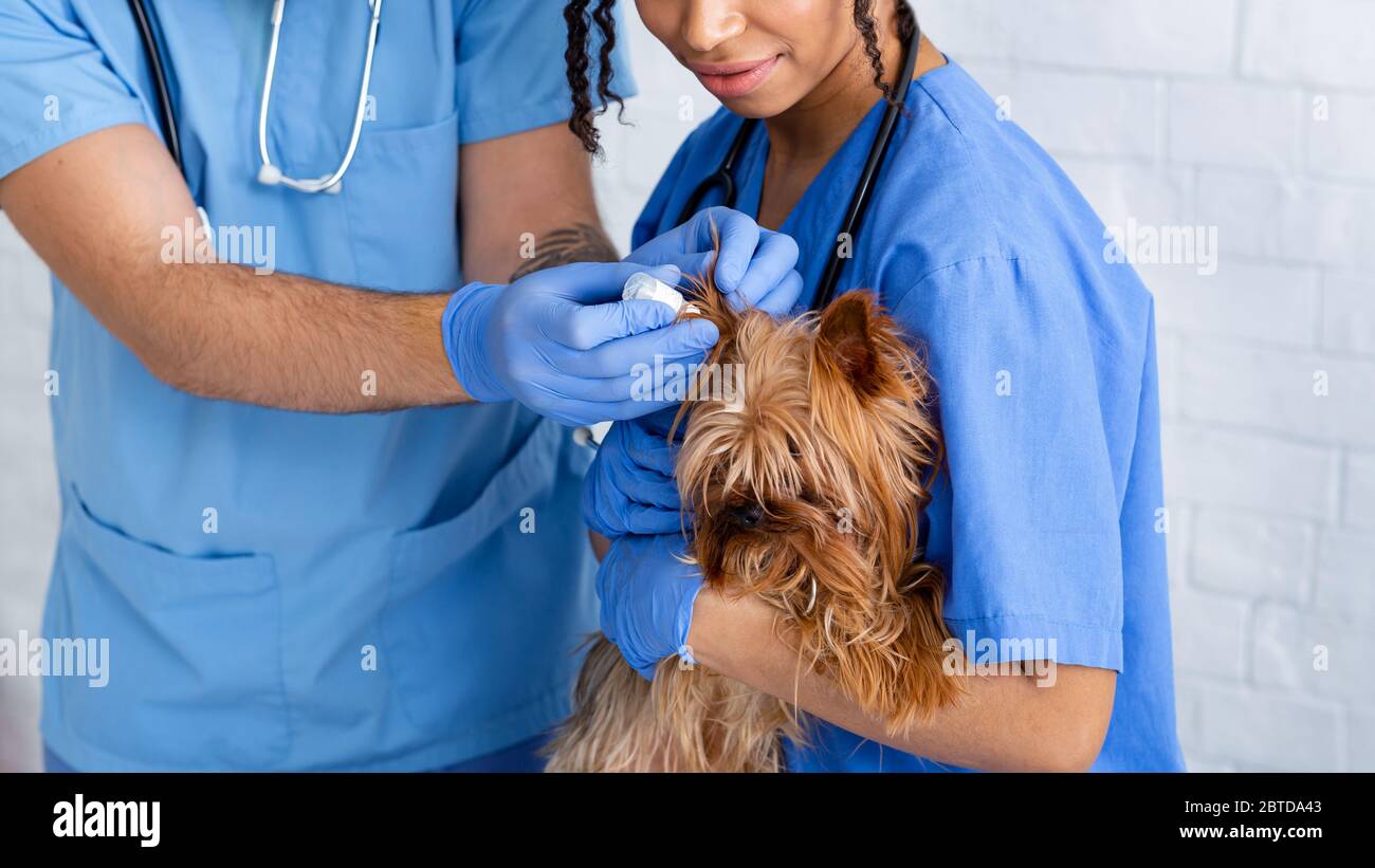 Unrecognizable vet doctors using ear drops to treat little dog's ear ...