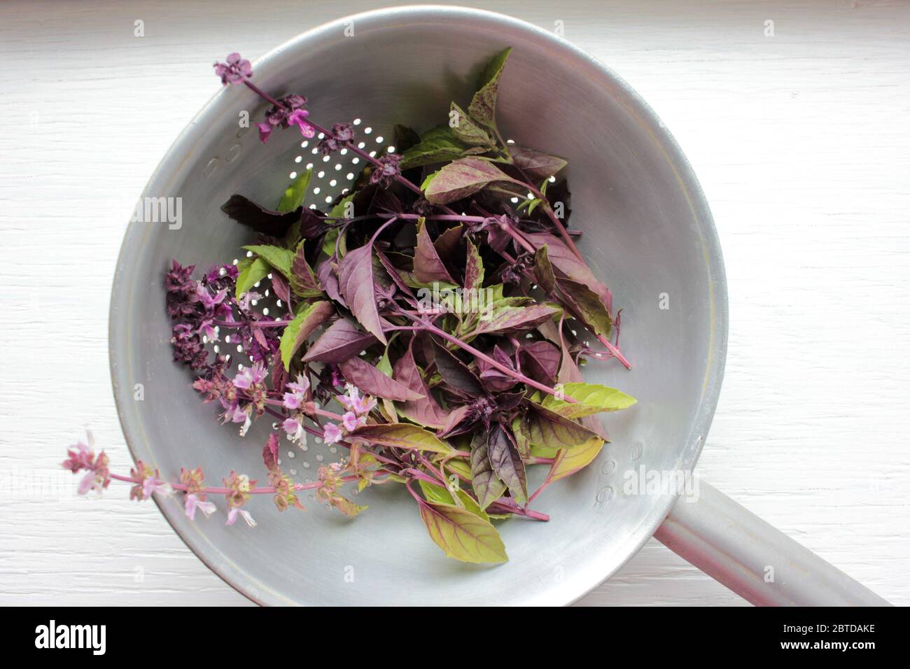 Fresh leaves and flowers of purple basil in a colander on a white ...