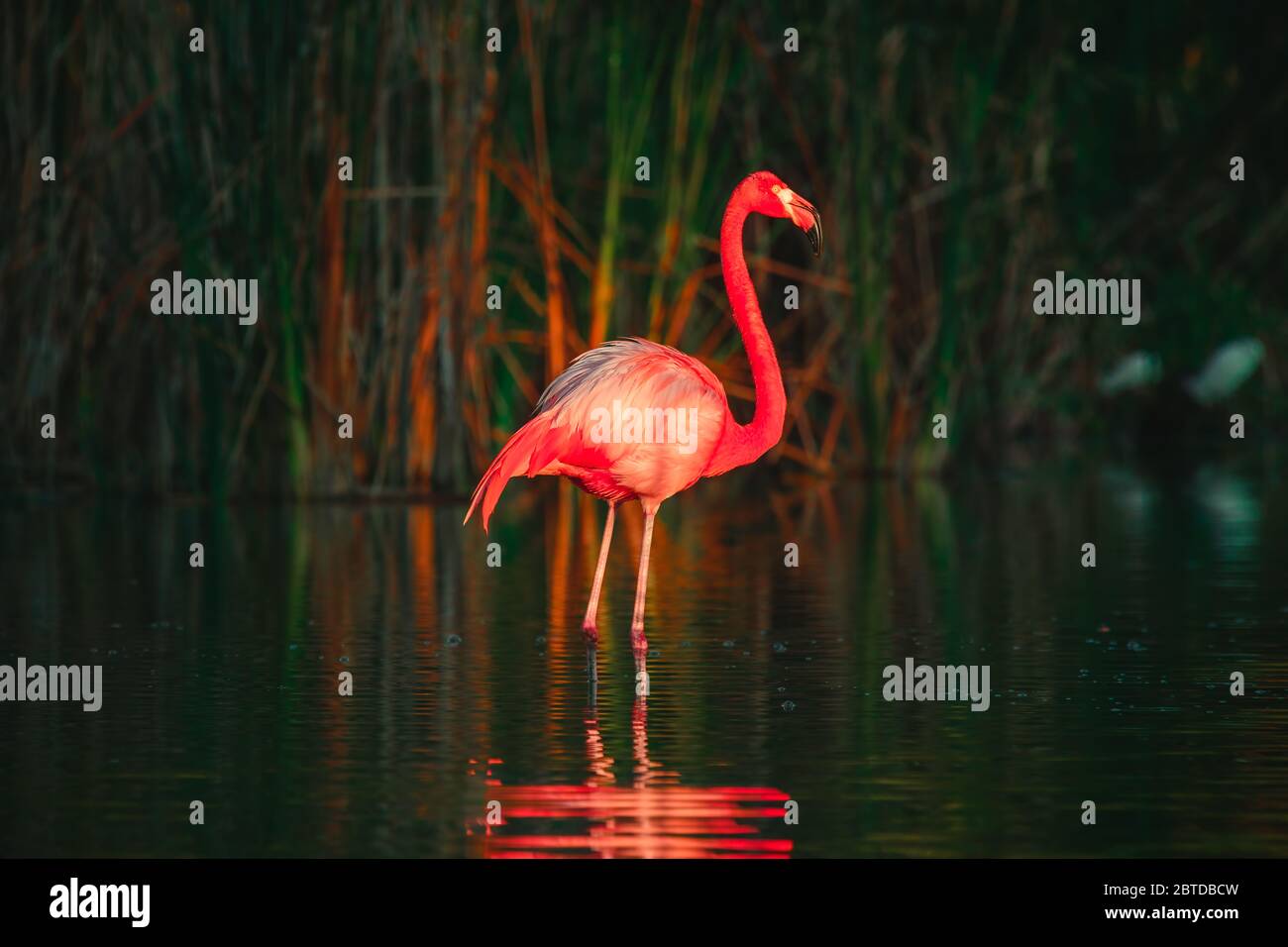 Pink flamingos at sunset hi-res stock photography and images - Alamy