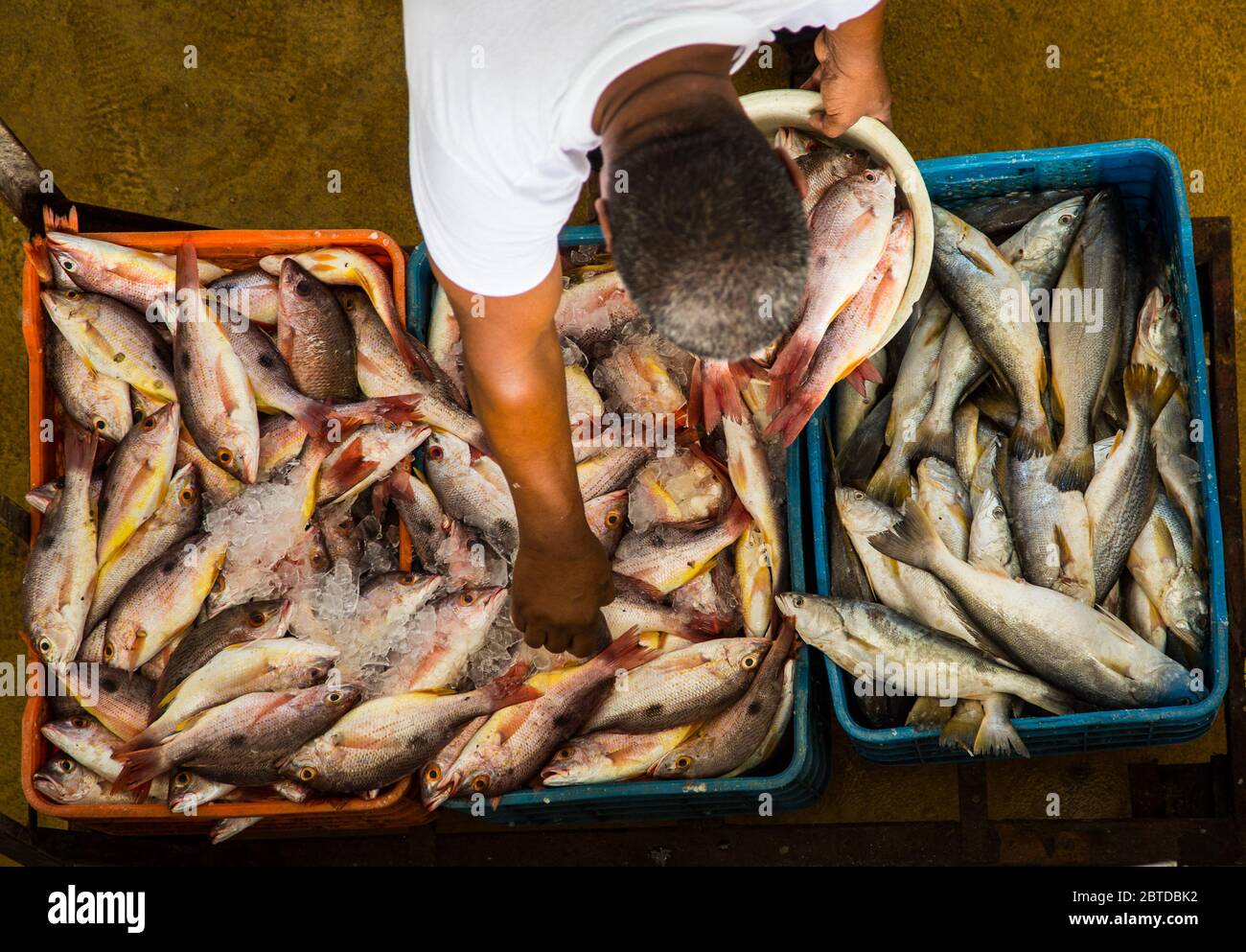Panama fresh fish market hi-res stock photography and images - Alamy