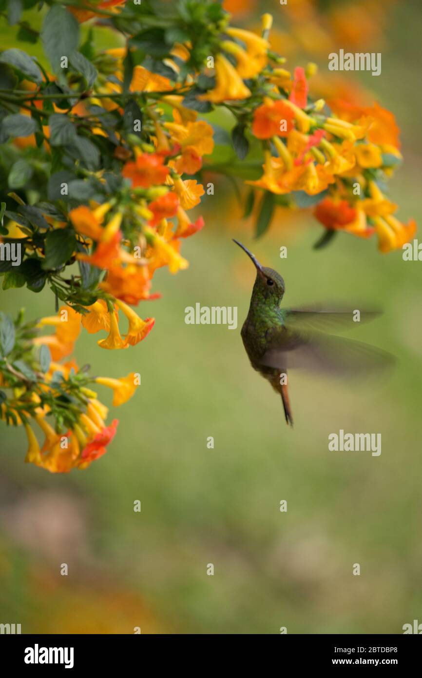 Colibri in fly hi-res stock photography and images - Alamy