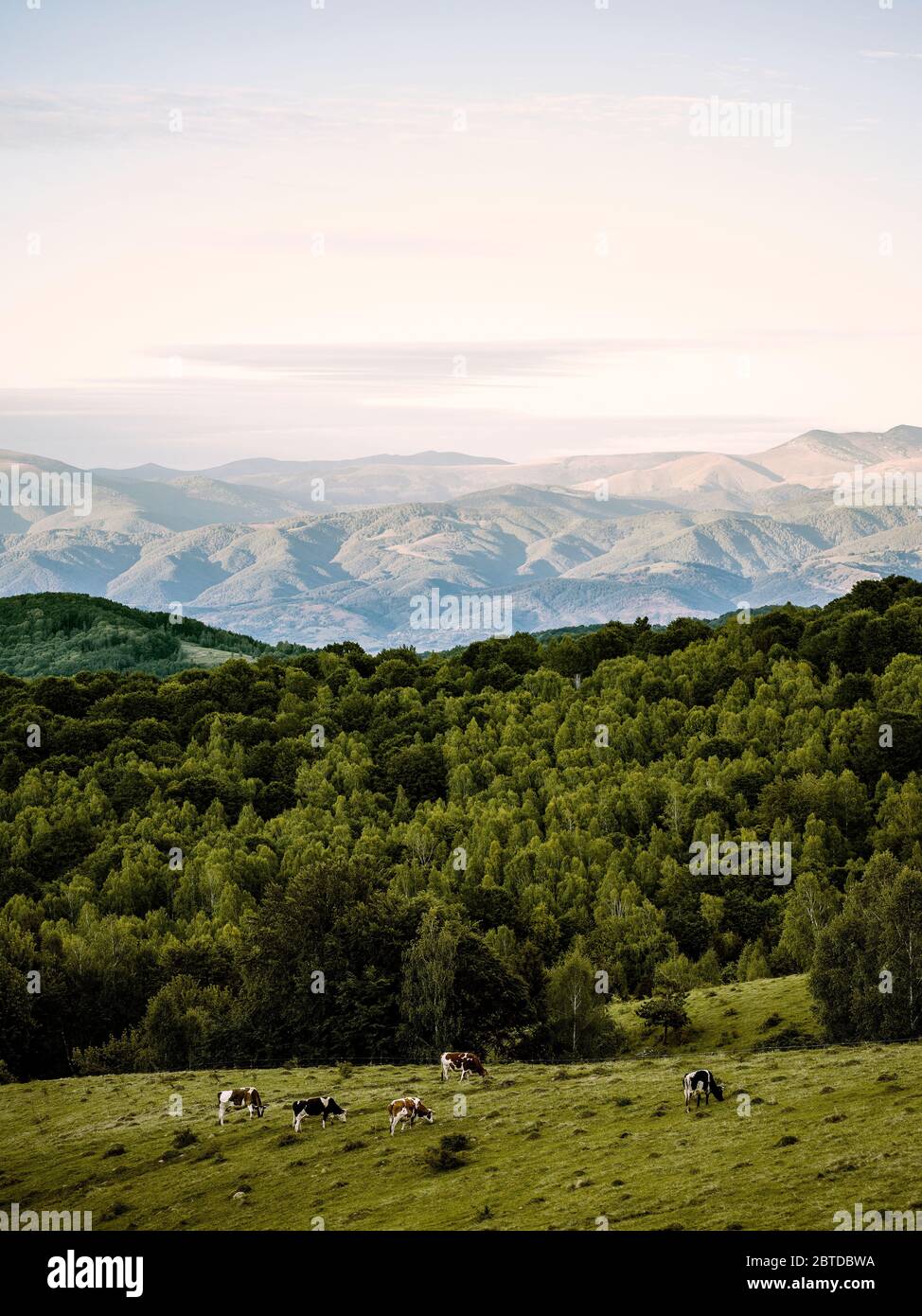 Mountain farm landscape with cows Stock Photo - Alamy
