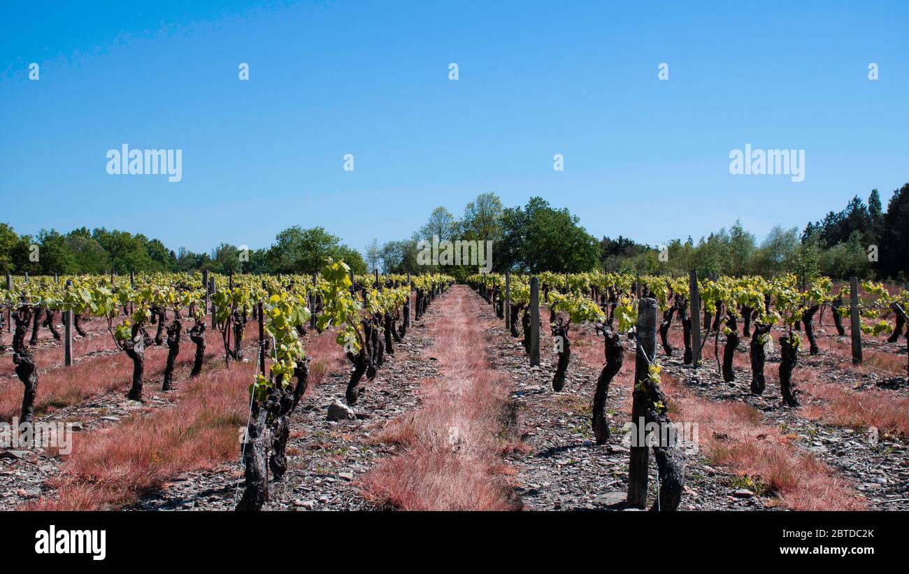 Vineyrad hi-res stock photography and images - Alamy