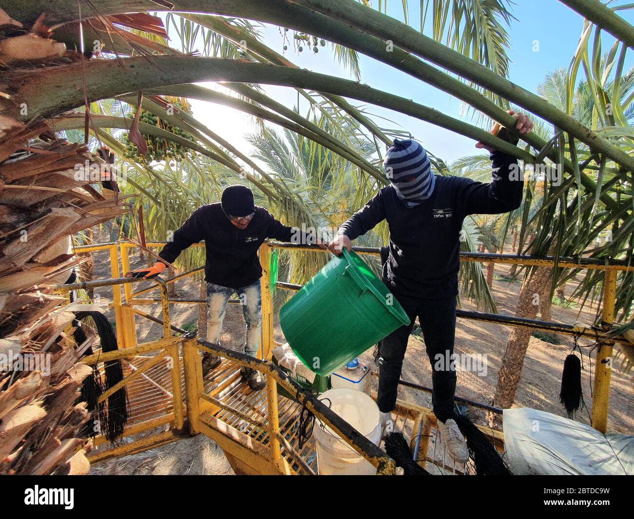 Agriculture workers at work on a date palm in a plantation in Israel ...