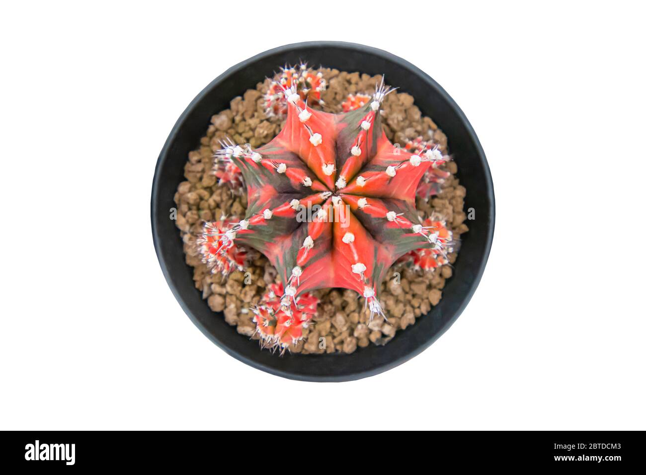 Isolated Top view image Red Switched Green castas in pots on a white ...