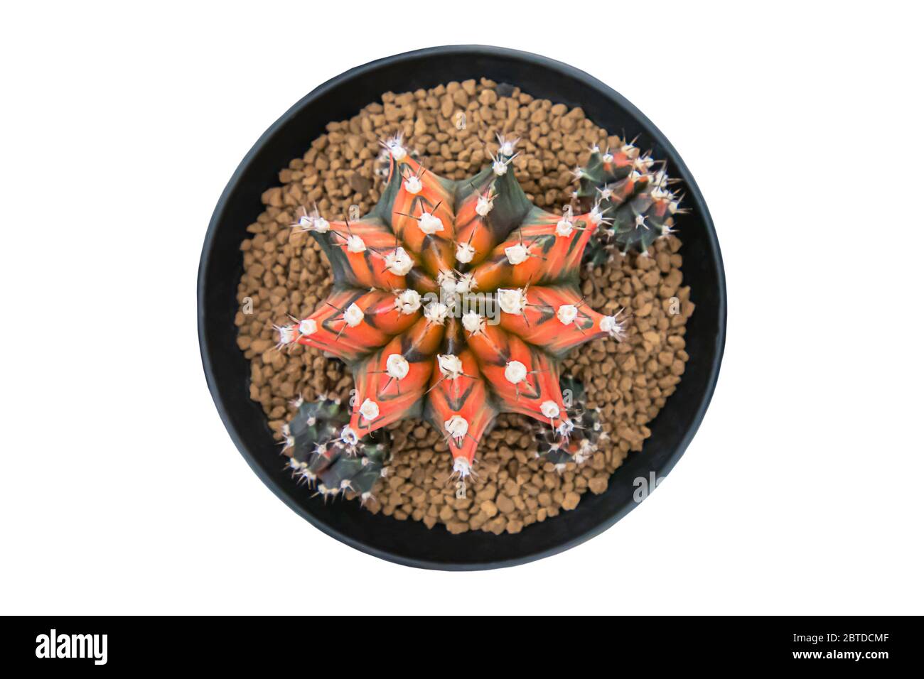 Isolated Top view image Red Switched Green castas in pots on a white ...