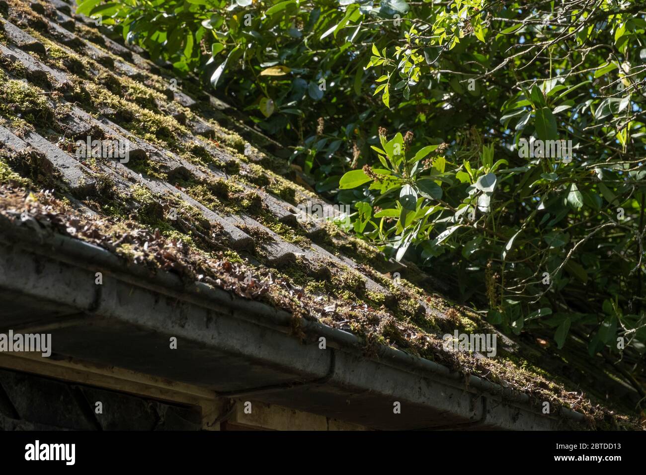 Overgrown gutters hi-res stock photography and images - Alamy