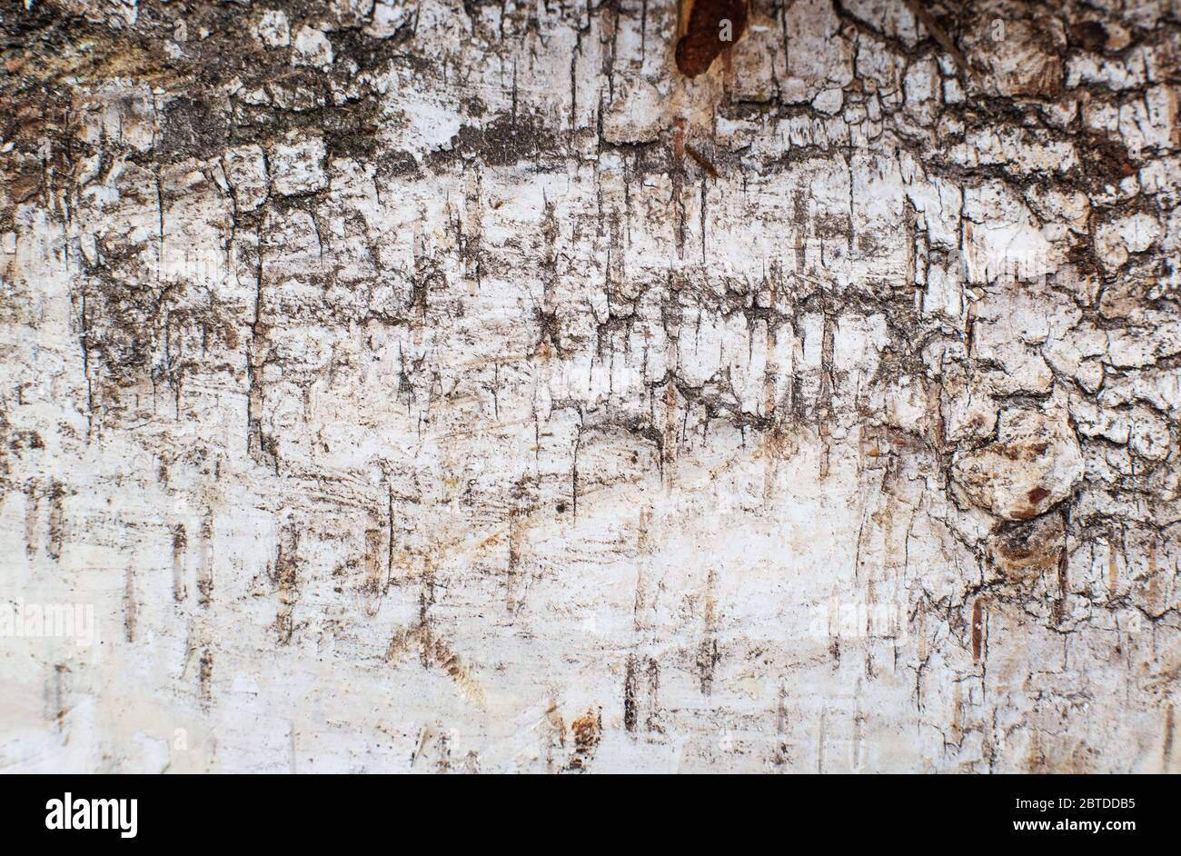 White birch bark texture, background Stock Photo - Alamy