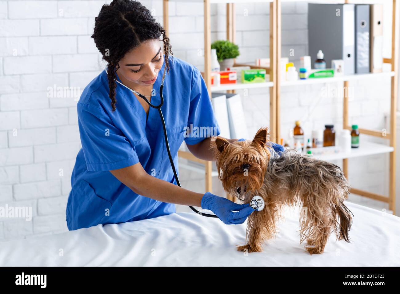 Animal cardiology. African American veterinarian doc checking little ...