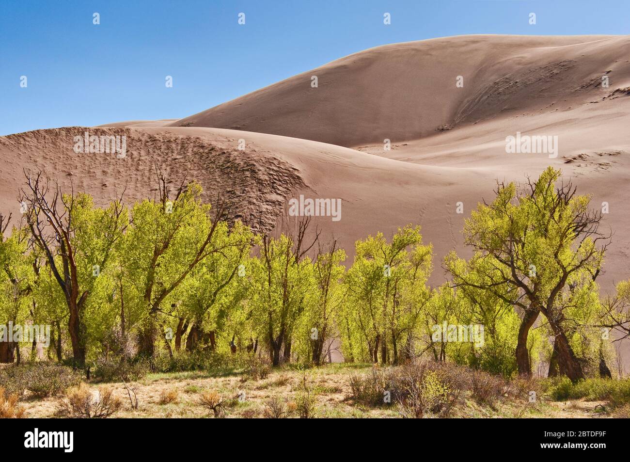 Narrow-leaf cottonwoods at dunes, seen from Medano Pass Primitive Road ...